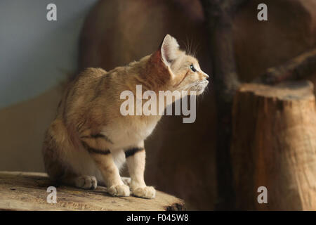Sand Cat (Felis margarita), also known as the sand dune cat, is the ...