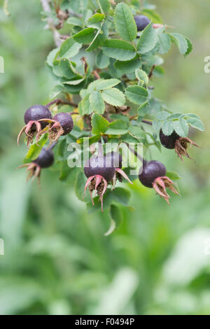 Black Rose Hips, Rosa pimpinellifolia, Rosaceae. Syn. Rosa spinosissima ...
