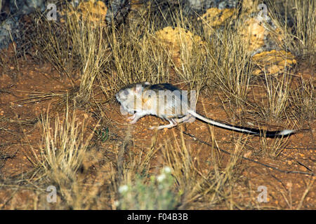 Banner-tailed Kangaroo Rat Dipodomys spectabilis Willow Springs Road ...