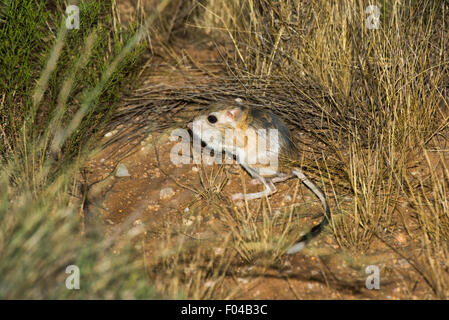 Banner-tailed Kangaroo Rat Dipodomys spectabilis Willow Springs Stock ...