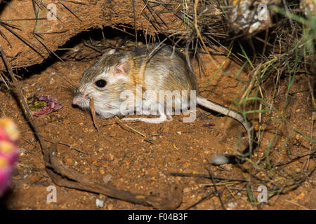 Banner-tailed Kangaroo Rat Dipodomys spectabilis Willow Springs Road ...
