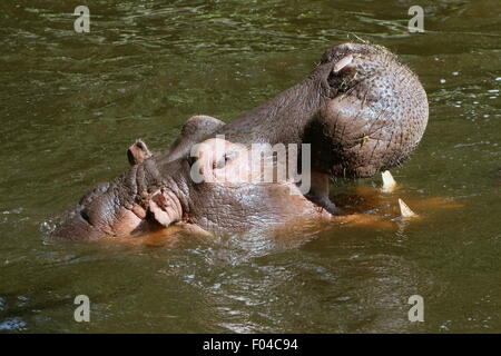 Submerged African Hippo (Hippopotamus amphibius) spraying dung to mark ...