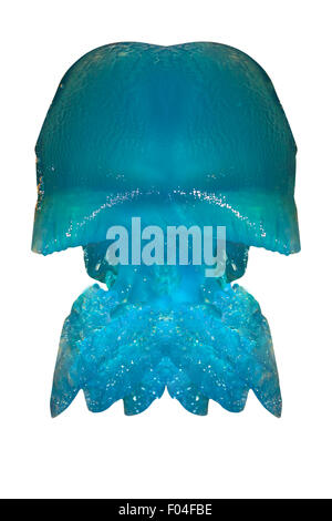 Closeup of a blue jellyfish species Velella, often spotted in the Gold ...