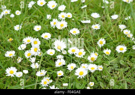 nice and beautiful small white flowers on the grass Stock Photo - Alamy