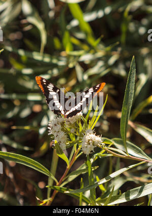 California Sister (Adelpha californica) butterfly with wings closed on ...