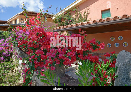 sardinia - italy - flowers Stock Photo - Alamy