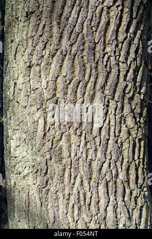 Eichenrinde, Stamm, Quercus Robur Stock Photo - Alamy