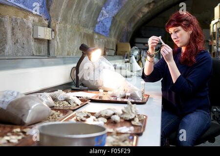 female archaeology student looking at artefacts Stock Photo - Alamy