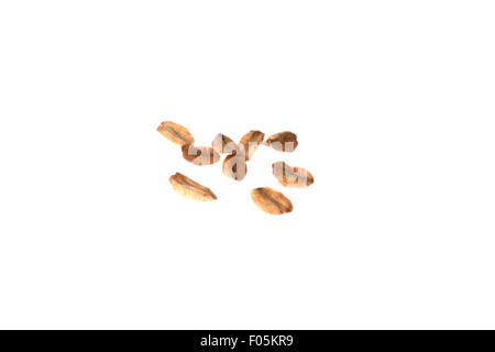 Mammutbaum, Samen, Zapfen, Sequoiadendron Stock Photo - Alamy