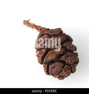 Mammutbaum, Samen, Zapfen, Sequoiadendron Stock Photo - Alamy