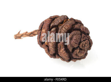 Mammutbaum, Samen, Zapfen, Sequoiadendron Stock Photo - Alamy