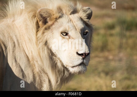 Majestic and rare African white lion king of the jungle - Mighty wild ...