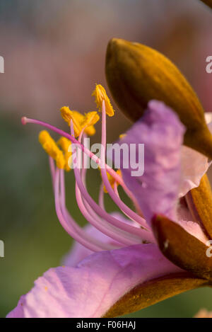 African Teak Tree on the Zambezi River Game Drive in Zimbabwe Stock ...