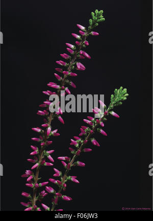 Calluna vulgaris Calluna vulgaris Stock Photo - Alamy