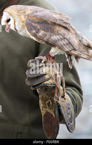 A closeup of a head of owl on a blurred background Stock Photo - Alamy