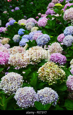 huge colorful hydrangea flowers on the azores islands Stock Photo - Alamy