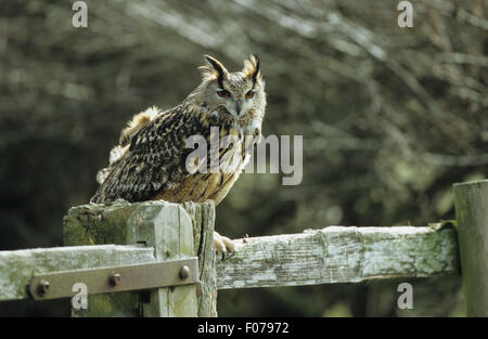 European Eagle Owl captive taken in profile looking at camera feathers ruffled in wind perched ...
