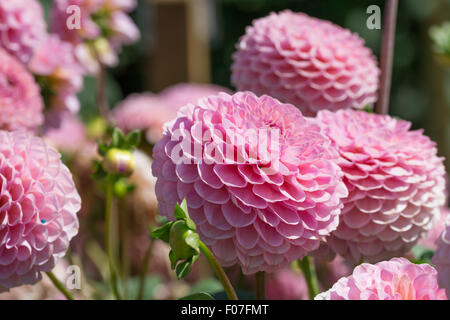 'Hamari Rose', Miniature Ball Dahlia Stock Photo - Alamy