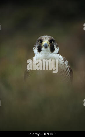 Peregrine Falcon Captive taken from front head shot looking right from ...