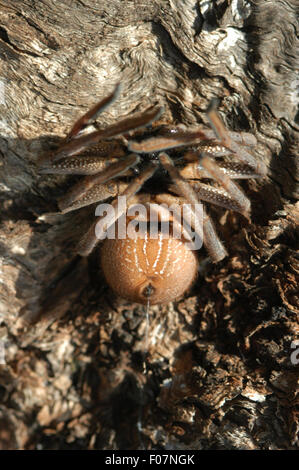 A HUNTSMAN SPIDER EXTRUDES SPIDER SILK FROM SPINNERETES ON THE END OF ...