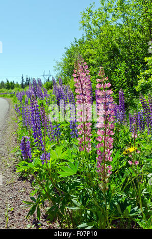 Newfoundland in wildflowers Stock Photo - Alamy