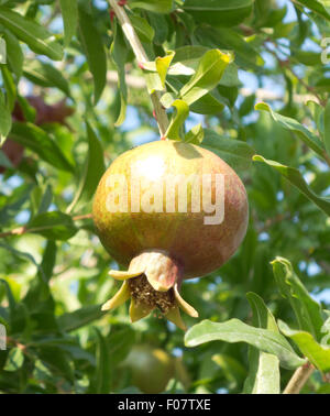 Close up of unripe pomegranate fruit on tree branch with green leaves ...