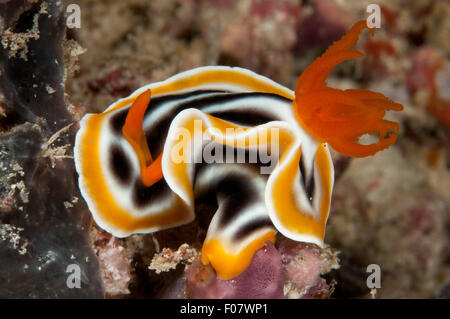 sea slug or nudibranch, Chromodoris magnifica, Anilao, Batangas ...