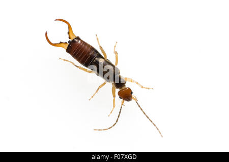 gemeiner ohrwurm, forficula auricularia Stock Photo - Alamy
