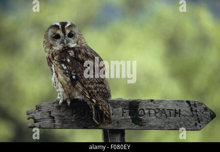 Tawny Owl looking over shoulder Stock Photo - Alamy