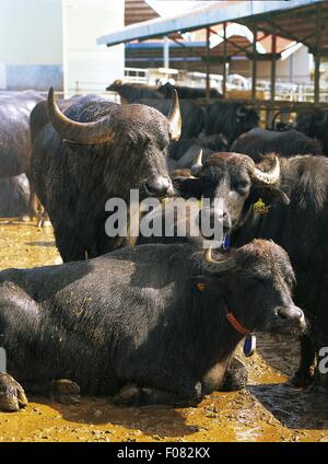 Italy: buffalo breeding Stock Photo: 29670984 - Alamy