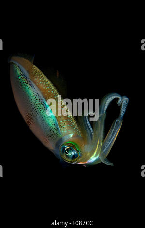 Close up of squid underwater at night Stock Photo - Alamy