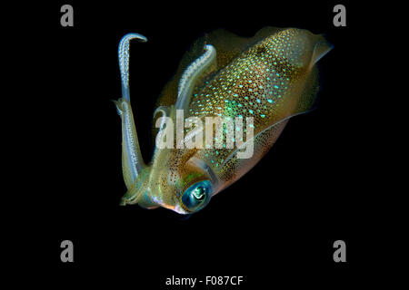 Reef squid at night, Sepioteuthis lessoniana, Bali, Indian Ocean ...