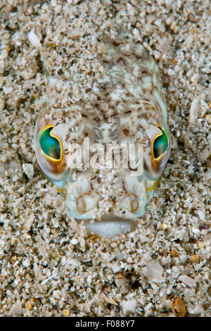 Greater Weever Trachinus draco weaver fish weever fish weeverfish ...