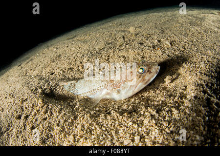 Greater Weever Trachinus draco weaver fish weever fish weeverfish ...