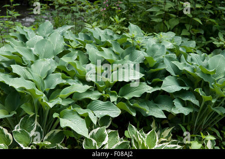 Funkie Hosta Stock Photo - Alamy