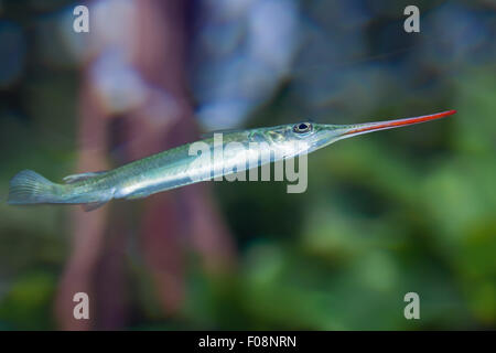 Dunkers Garfish, Zenarchopterus dunckeri, Russell Islands, Solomon ...