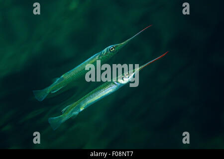 Dunkers Garfish, Zenarchopterus dunckeri, Russell Islands, Solomon ...