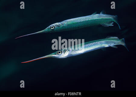 Dunkers Garfish be reflected at Water Surface, Zenarchopterus dunckeri ...