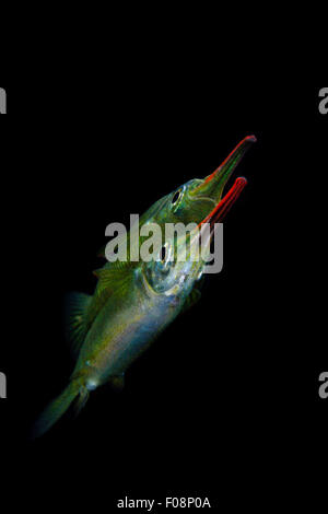 Dunkers Garfish, Zenarchopterus dunckeri, Russell Islands, Solomon ...