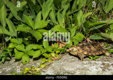 The pancake tortoise ( Malacochersus tornieri ) is a species of flat ...
