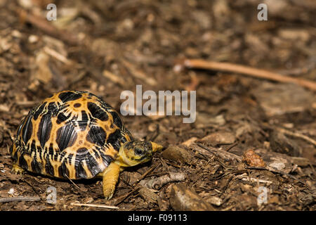 Radiated Tortoise - Astrochelys radiata, beautiful large long living ...