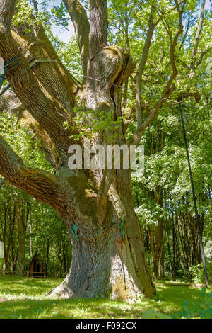 Bartek oak nature monument - an ancient oak tree that grows in Zagnansk ...