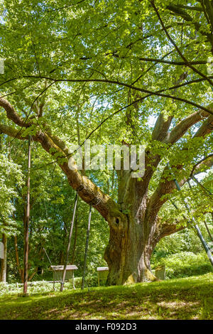 Bartek oak nature monument - an ancient oak tree that grows in Zagnansk ...