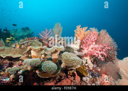 Coral reef scenery Stock Photo - Alamy