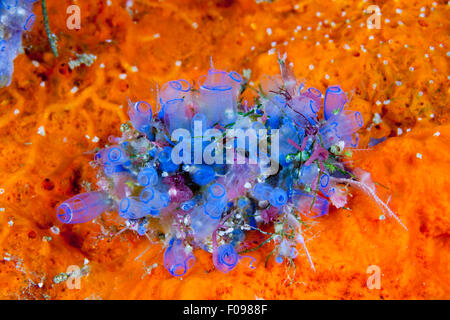 Sea squirt or tunicate, Clavelina sp., Anilao, Batangas, Philippines ...