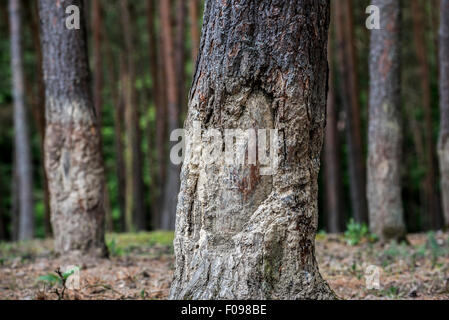 Tree bark, partly scraped off and coated with dried mud after wallowing ...