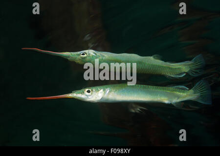 Dunkers Garfish, Zenarchopterus dunckeri, Russell Islands, Solomon ...