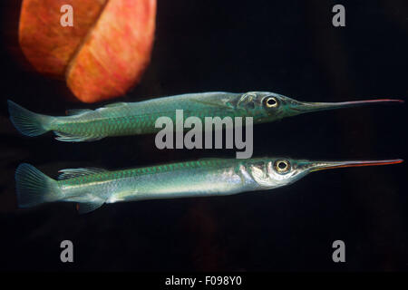 Dunkers Garfish, Zenarchopterus dunckeri, Russell Islands, Solomon ...