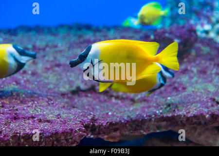 Foxface Rabbitfish, Siganus vulpinus, Siganidae, Perciformes. Yellow ...