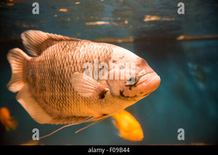 Giant gourami fish (Osphronemus goramy) in aquarium. Wildlife animal ...